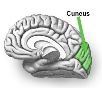 Your Brain Compensates as You Get Older - Brainfit World
